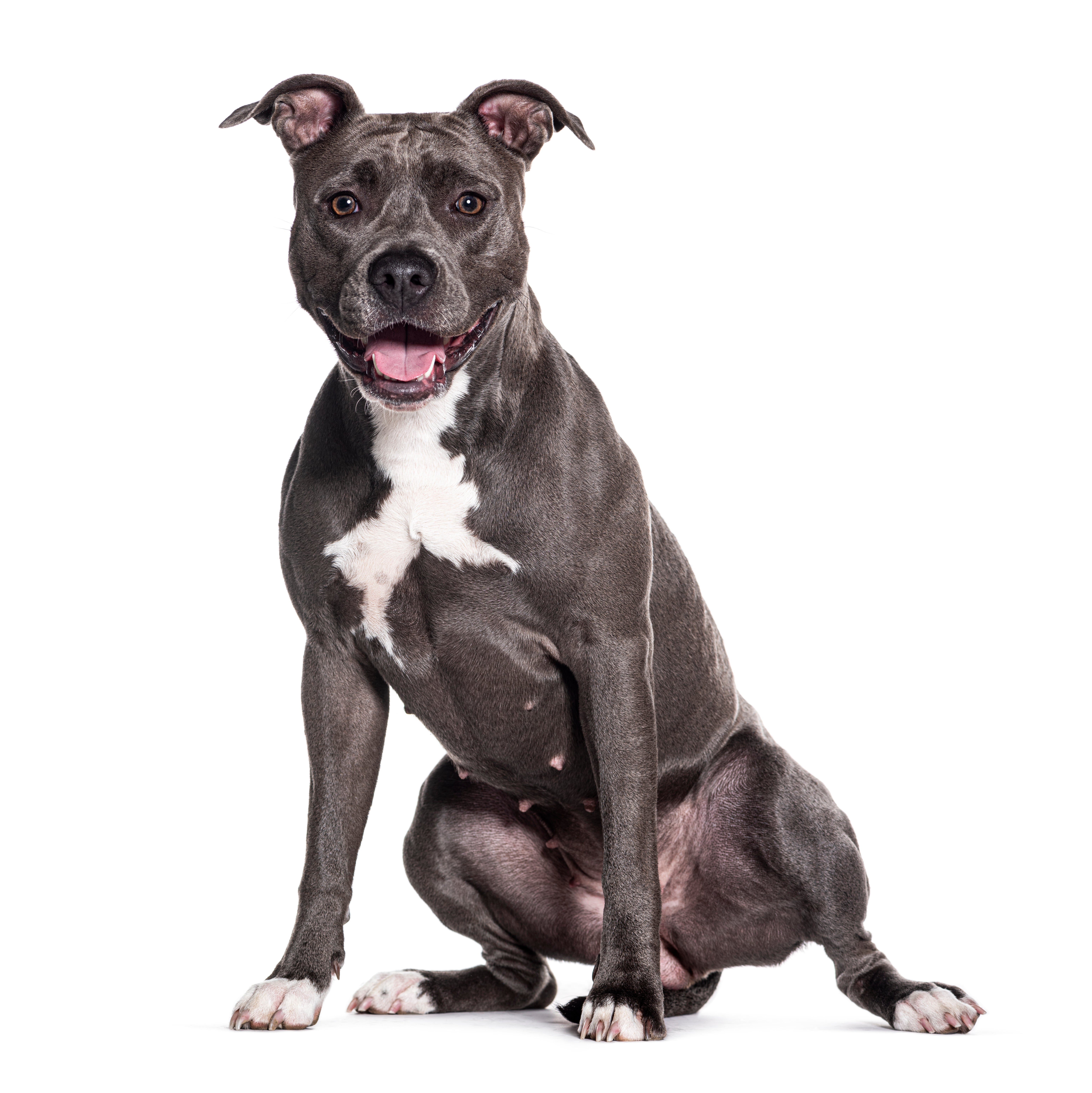 Staffy dogs for sale store